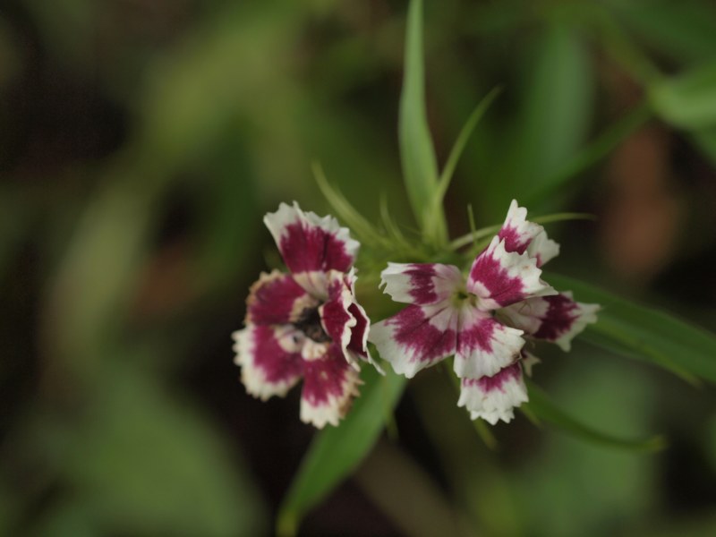 Marjon's fotoblog: tuintje, slakjes en kolibrievlinder